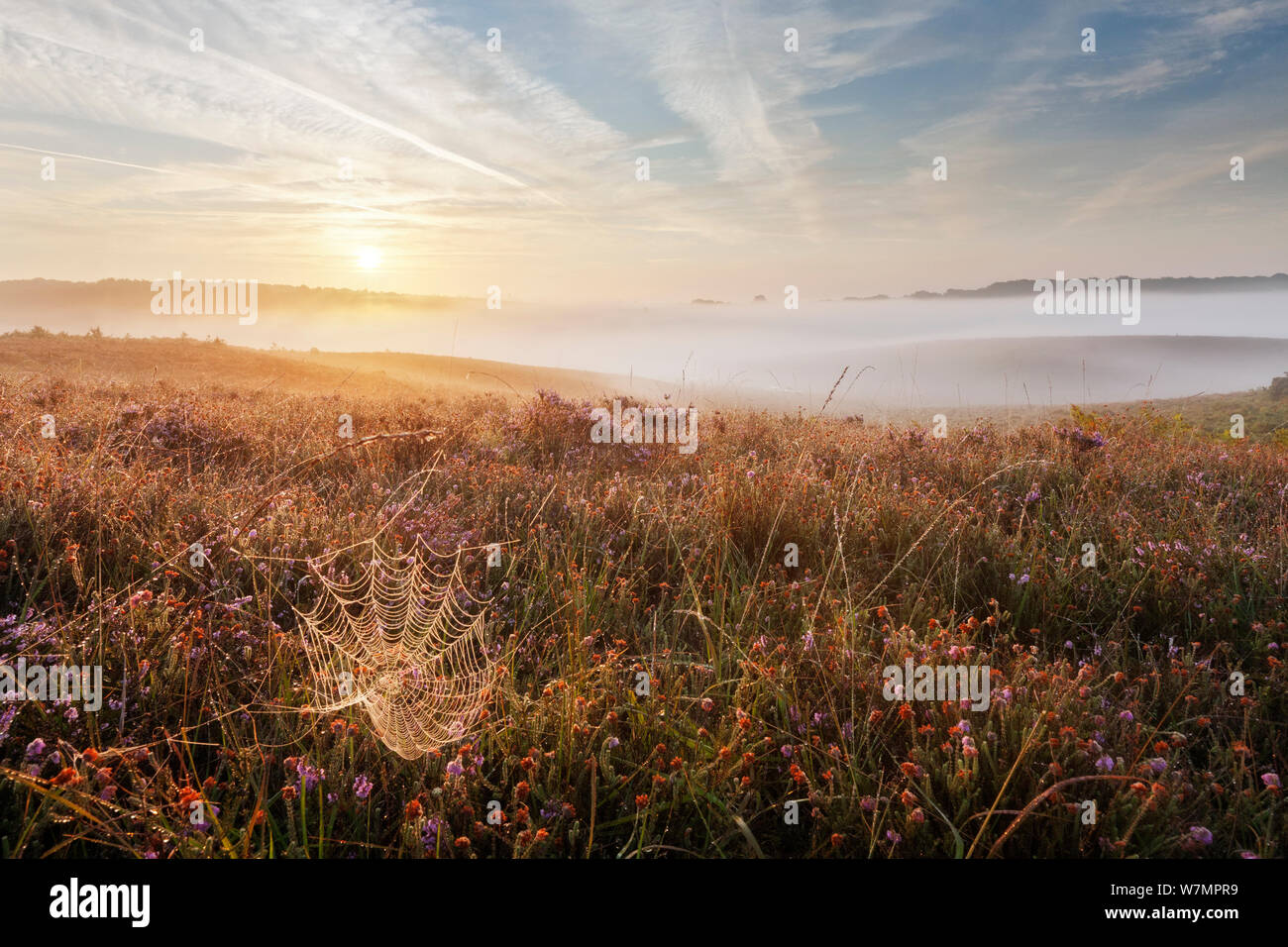 Spider's web with dew in New Forest landscape in mist at dawn. Vereley ...