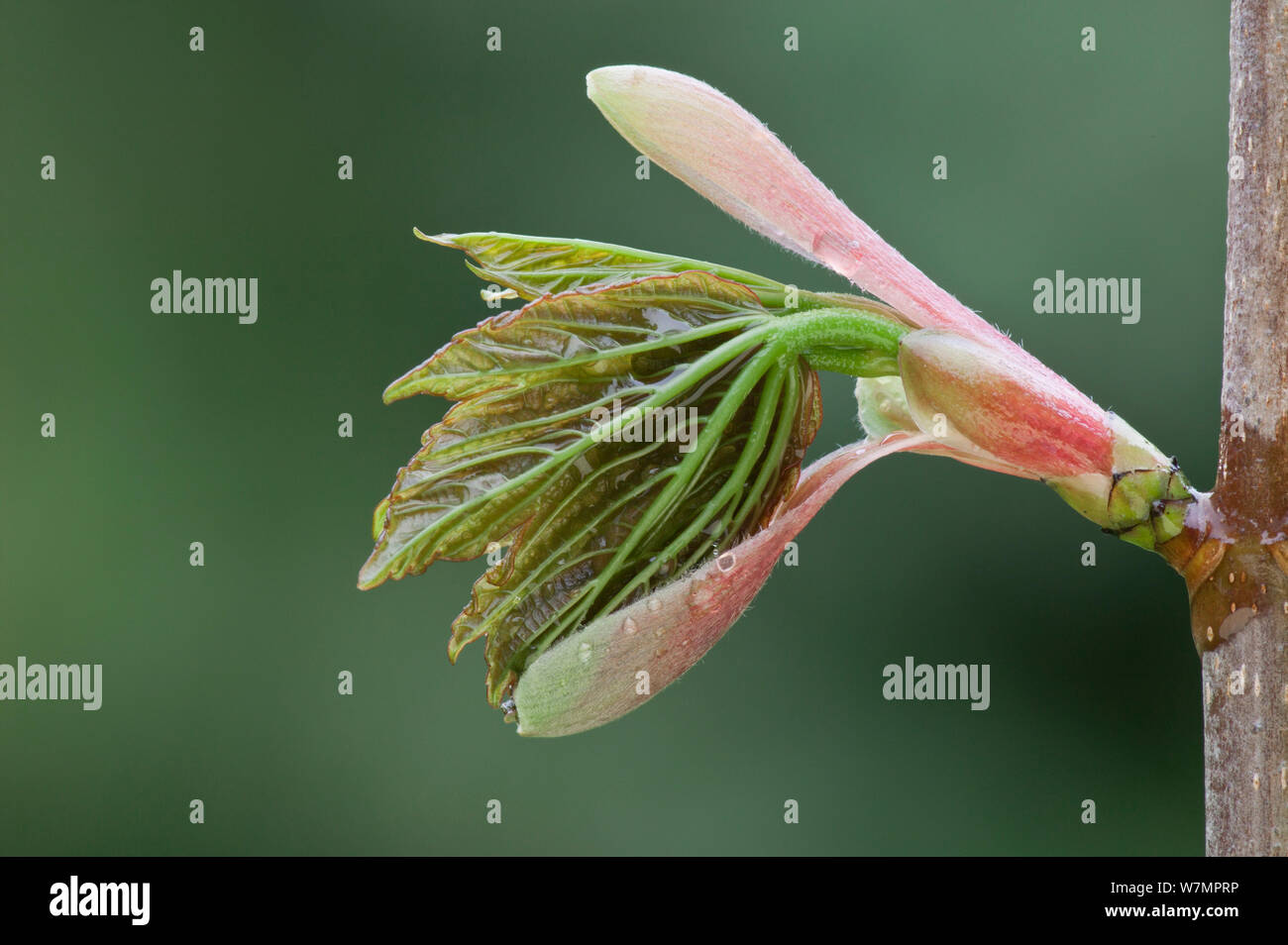 Sycamore (Acer pseudoplatanus) leaf unfurling in spring. New Forest ...