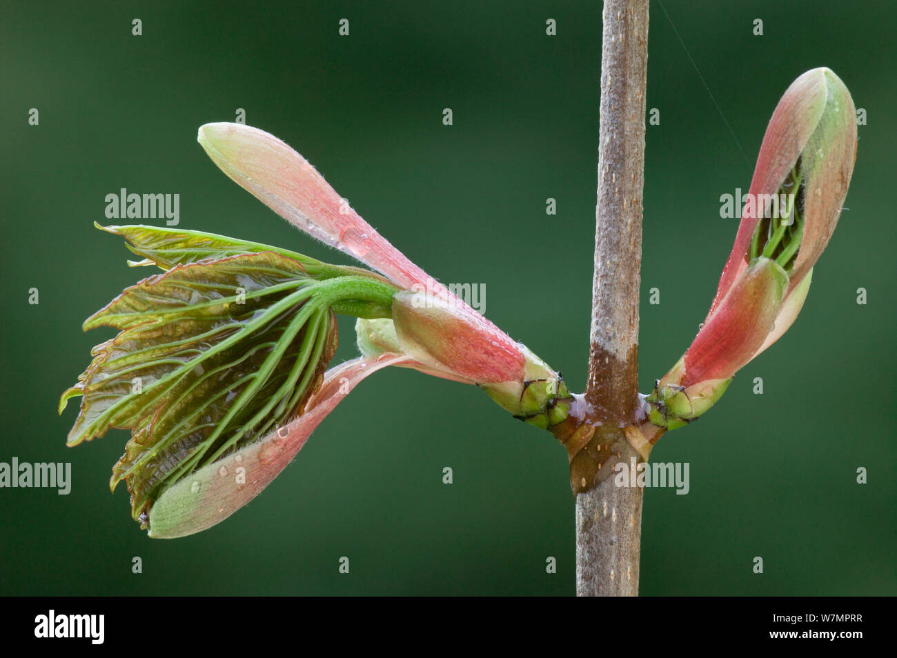 Sycamore (Acer pseudoplatanus) leaf unfurling in spring. New Forest ...