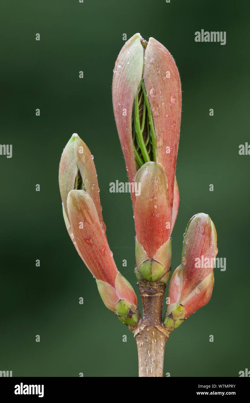 Acer pseudoplatanus forest uk hi-res stock photography and images - Alamy