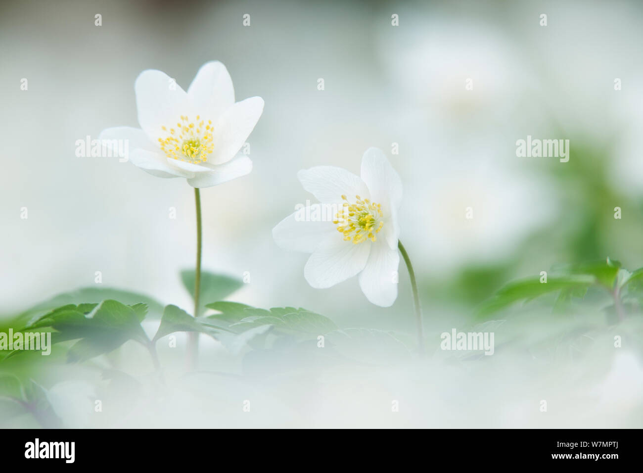 Wood Anemone (Anemone nemorosa) in flower. Powerstock Common Nature ...
