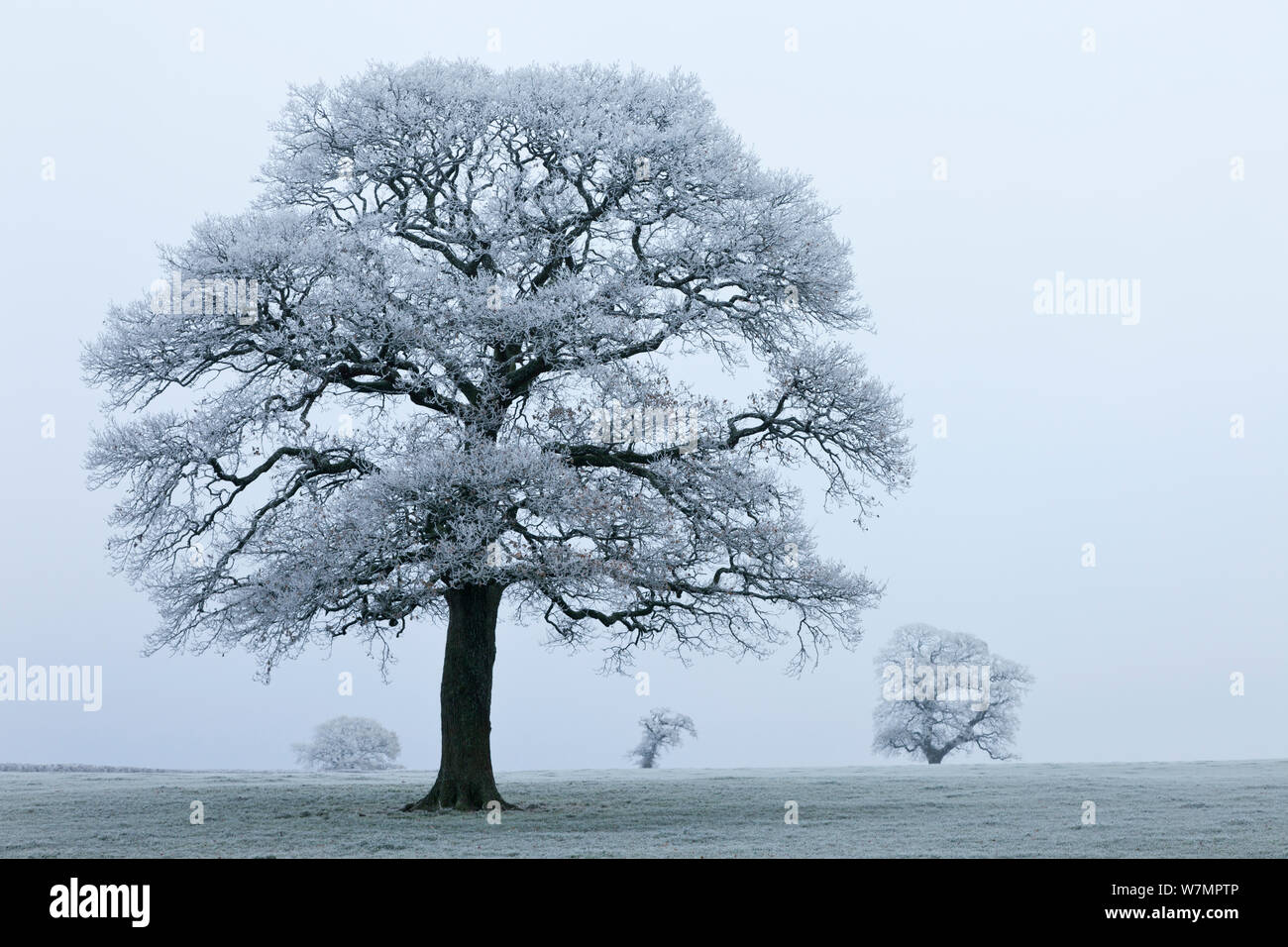 Oak trees (Quercus robur) in frosty winter landscape. Dorchester ...