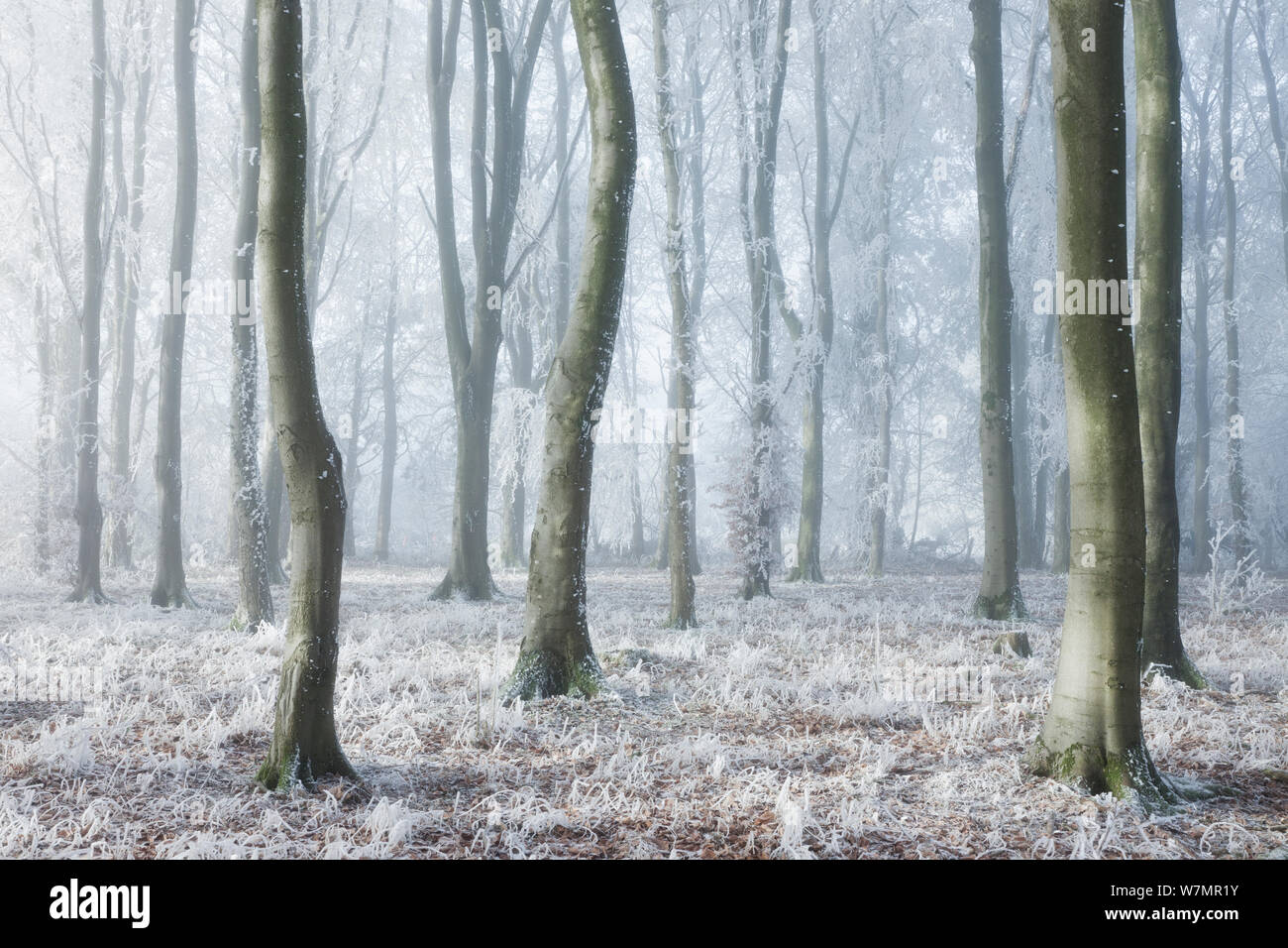 European beech fagus sylvatica trees in frost hi-res stock photography ...