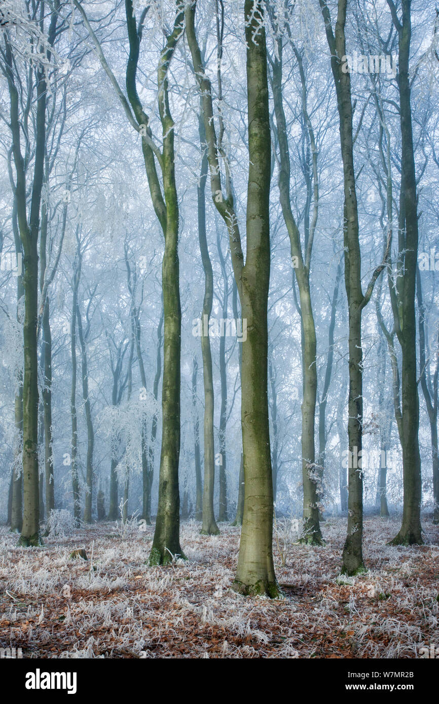 European beech fagus sylvatica trees in frost hi-res stock photography ...