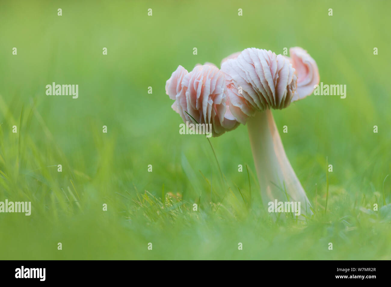 Pink Waxcap (Hygrocybe calyptriformis). Ebernoe Common, Surrey, England ...