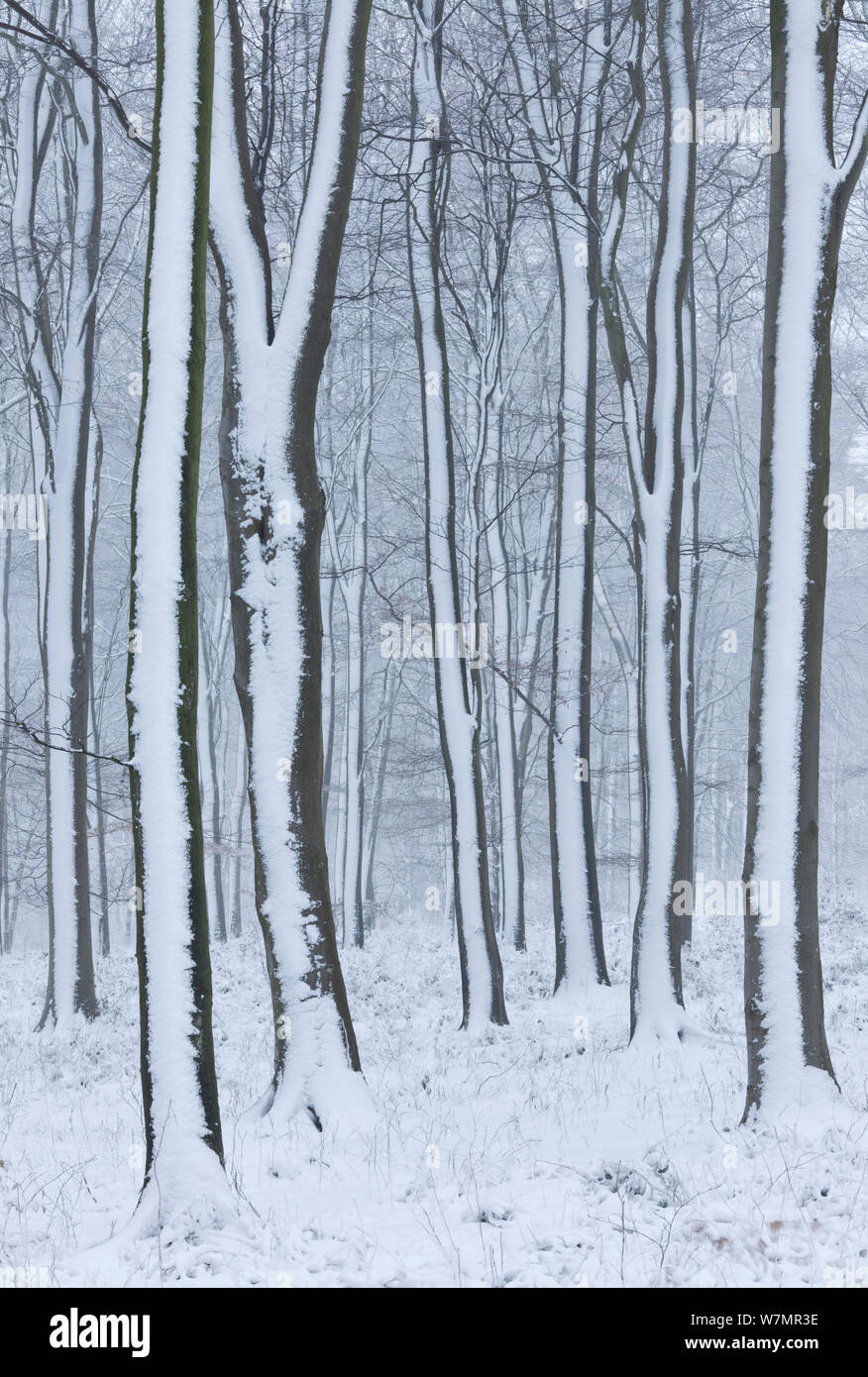 Snow-covered Beech (Fagus sylvatica) woodland. West Woods, Compton ...