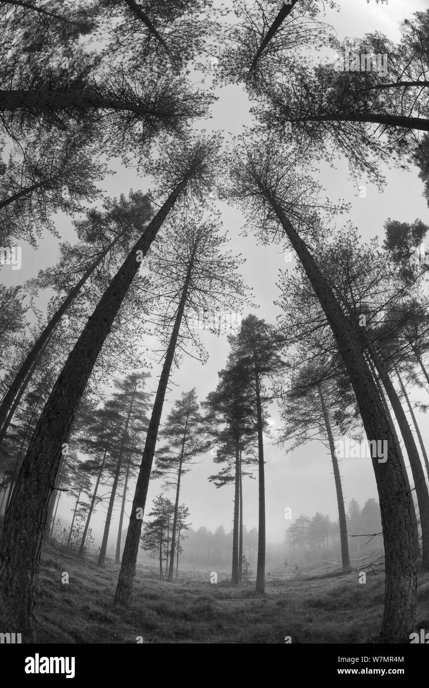 Fisheye view of coniferous trees at Bolderwood. New Forest National ...