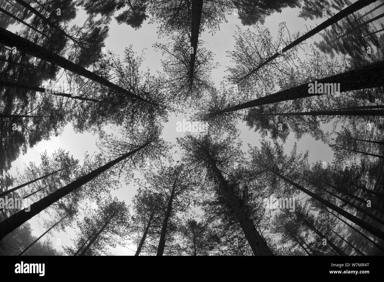 Wide shot tree canopy hi-res stock photography and images - Alamy