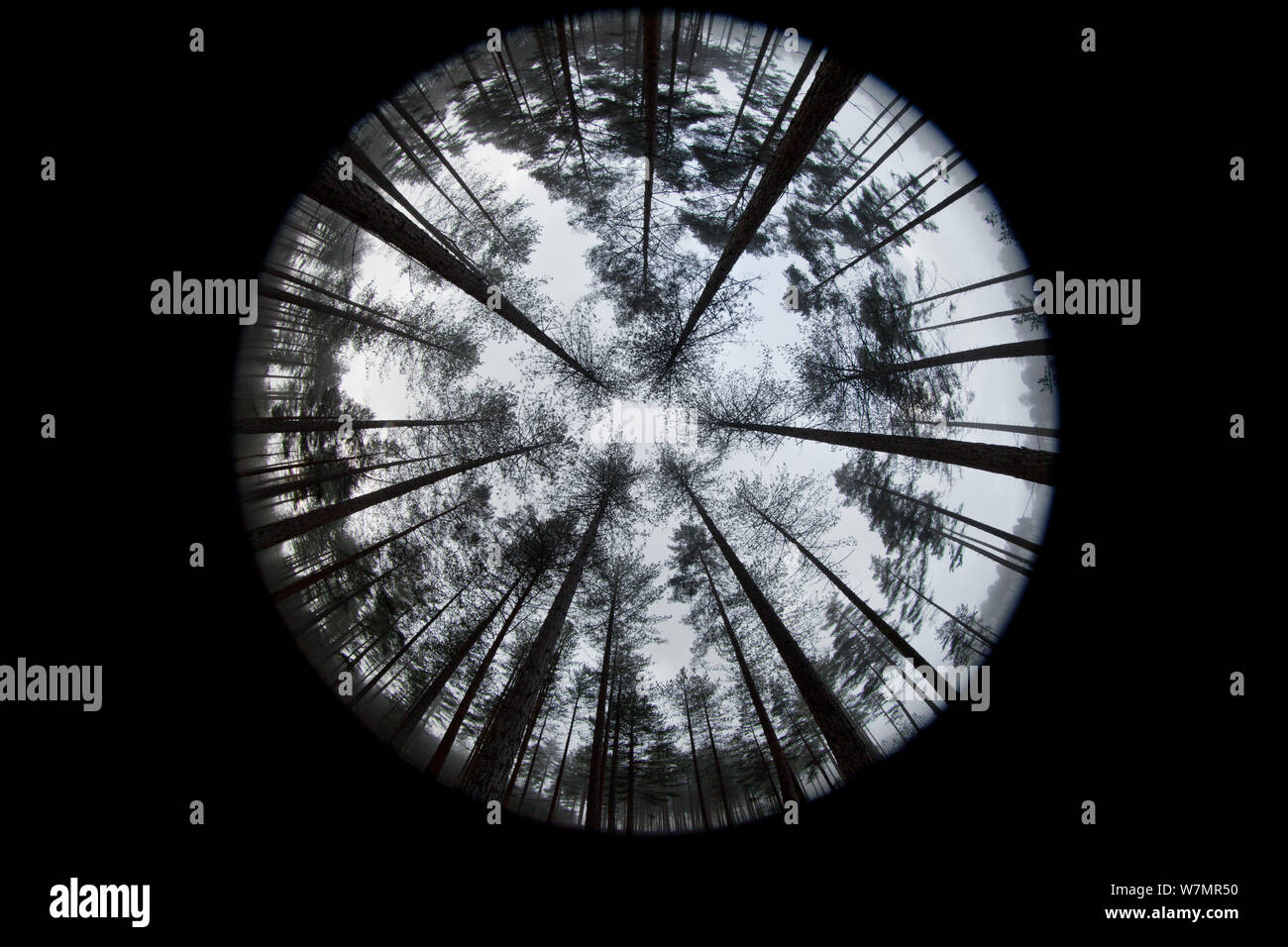 Fisheye view of coniferous forest at Bolderwood. New Forest National ...
