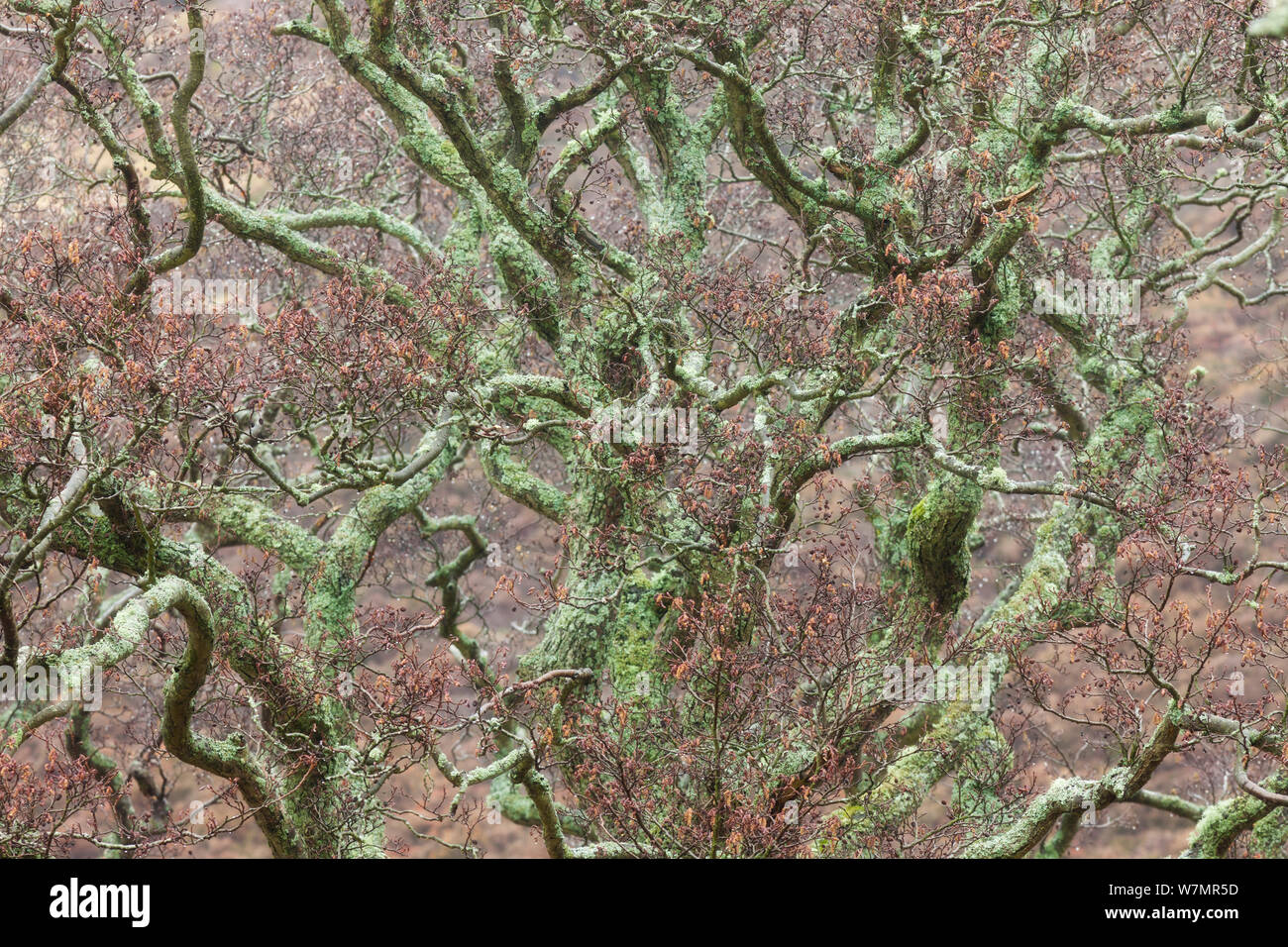 Lichen covered oak tree branches. Northumberland National Park, England ...