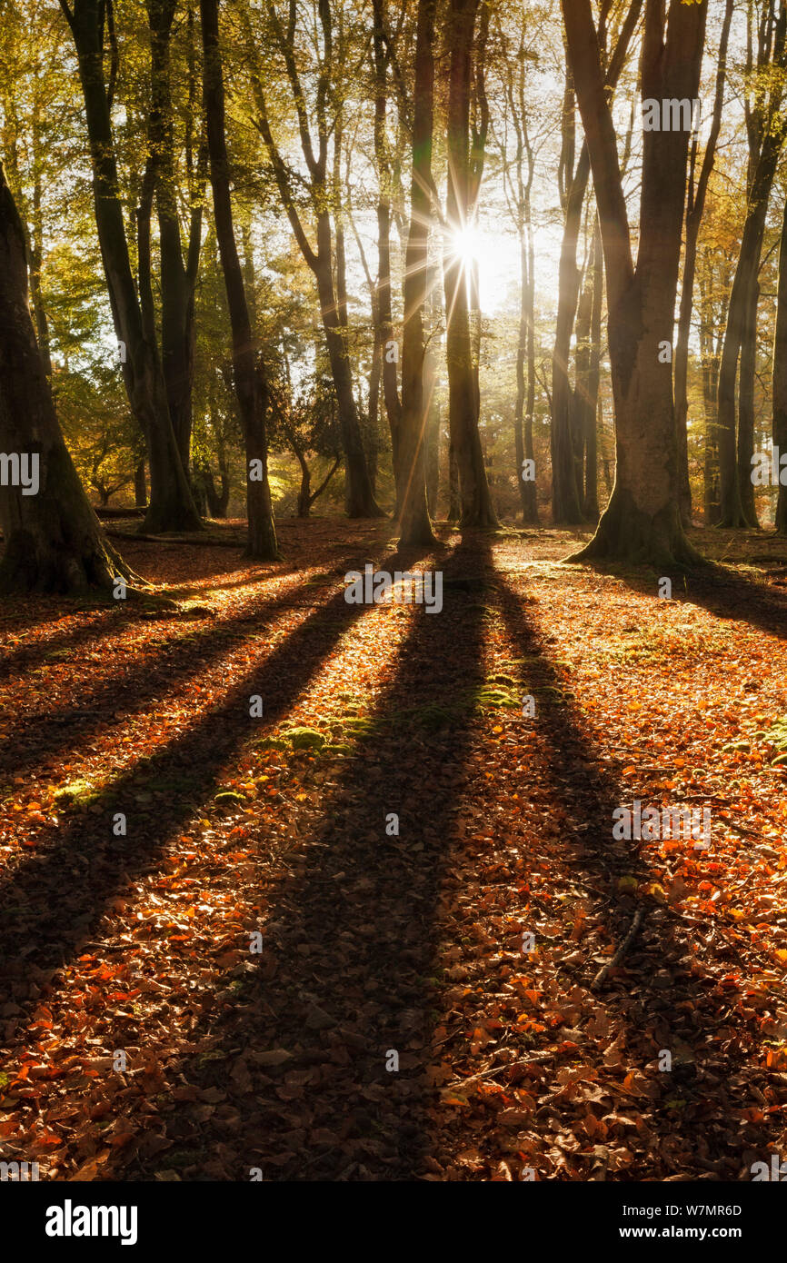 Sunrise through deciduous woodland with beech trees (Fagus sylvatica ...