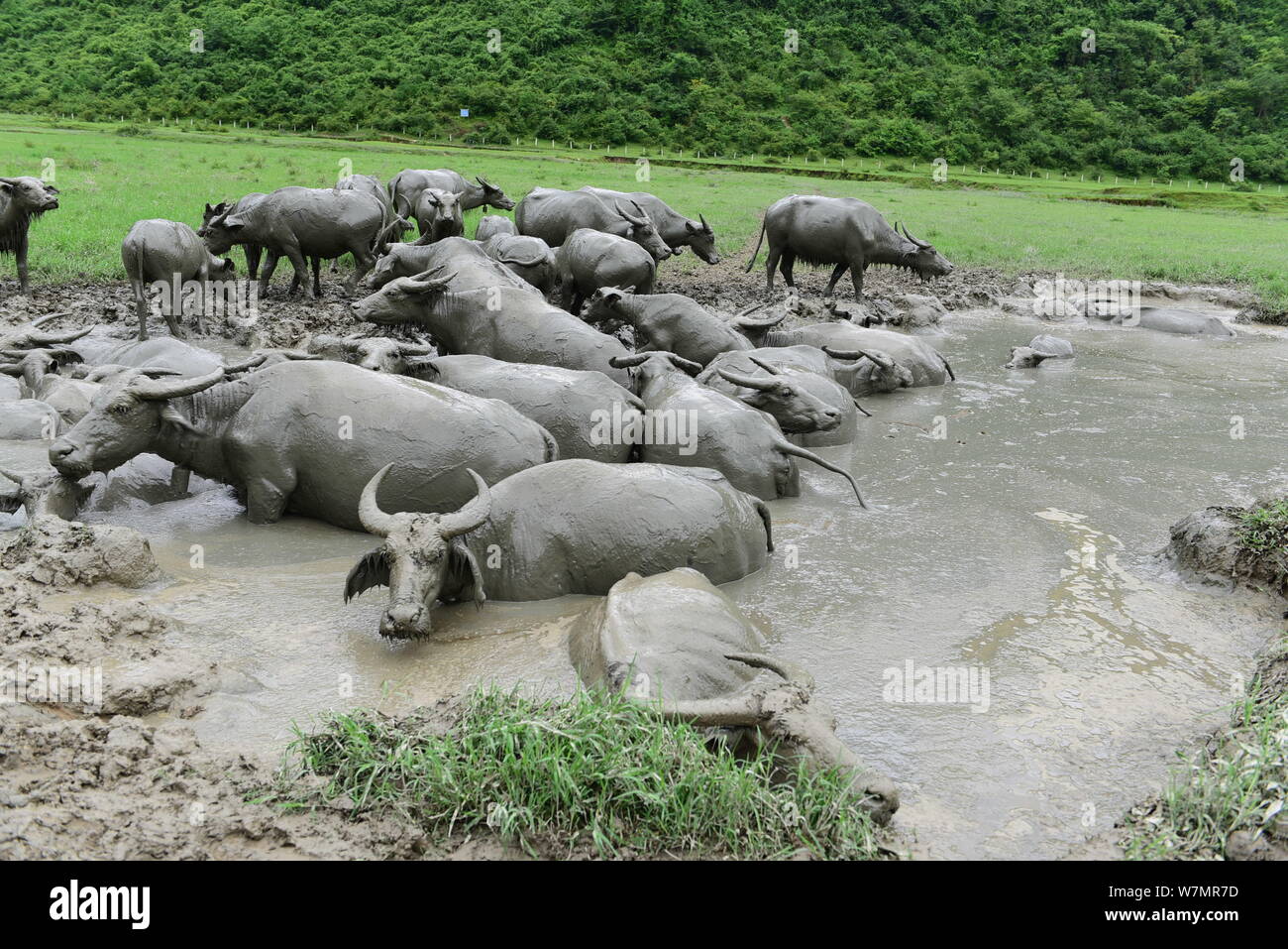 A swarm of water buffaloes cool off in a mud pond on a scorching day in ...