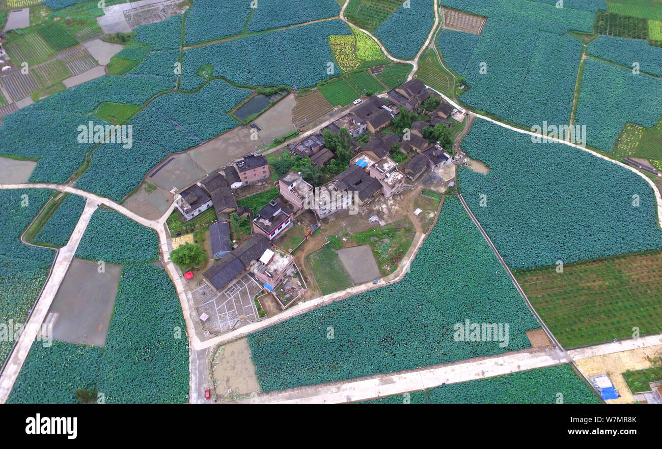 Aerial view of lotus leaves sea in Hezhou city, south China's Guangxi ...