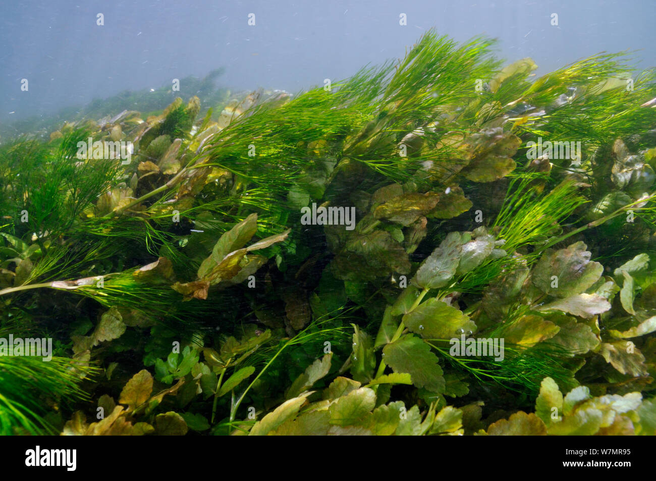 River plants uk underwater hi-res stock photography and images - Alamy