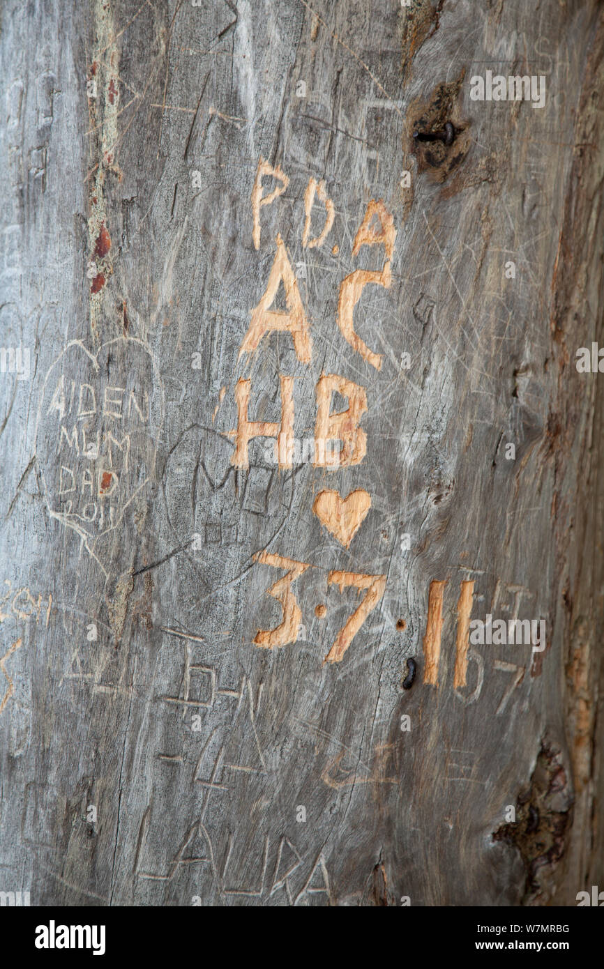 Names Carved In Dead Pine Tree Abernethy Forest NNR Cairngorms names-carved-in-dead-pine-tree-abernethy-forest-nnr-cairngorms