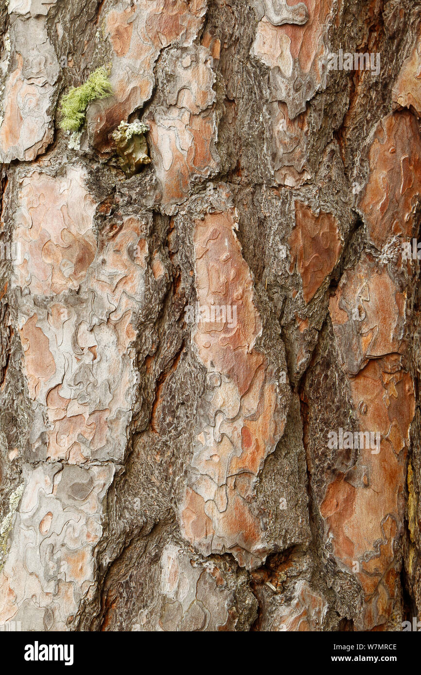 Close-up of bark of Scot's Pine tree (Pinus sylvestris). Abernethy ...