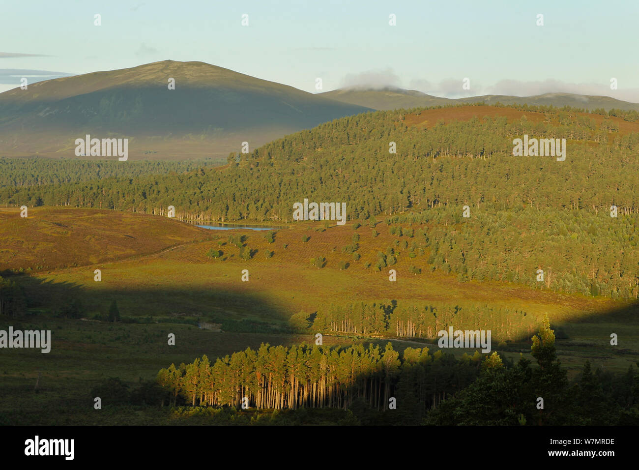 Abernethy forest caledonian hi-res stock photography and images - Alamy