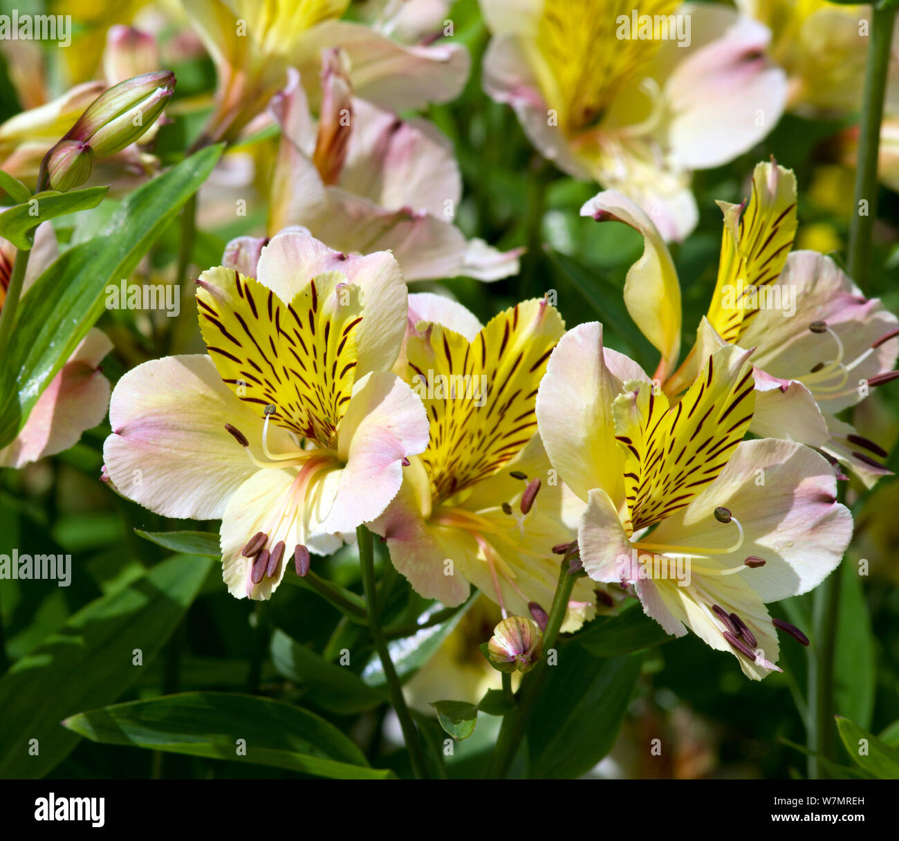Alstroemeria perennial flowers hi-res stock photography and images - Alamy
