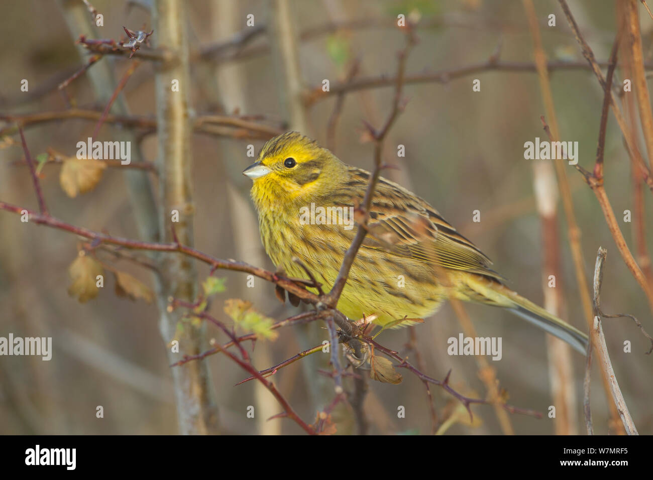 Female yellowhammer uk hi-res stock photography and images - Alamy