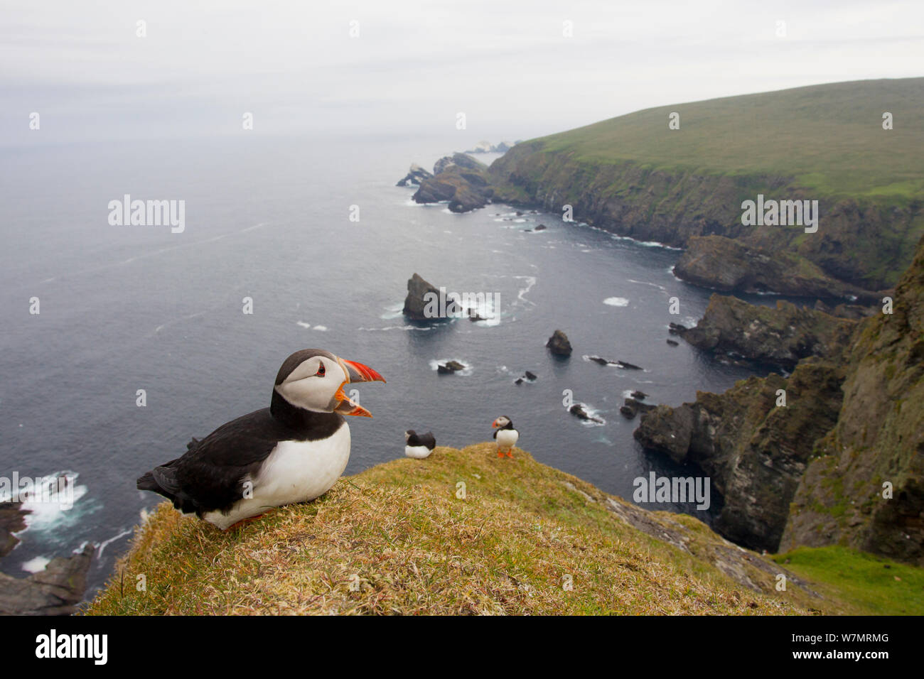 Puffin habitat hi-res stock photography and images - Alamy
