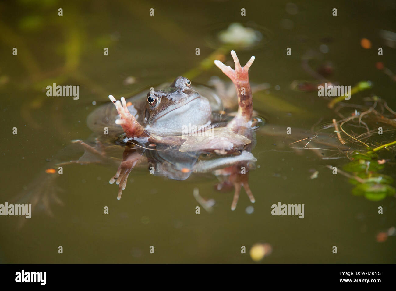 Two male Common frogs (Rana temporaria) fighting over female in garden ...