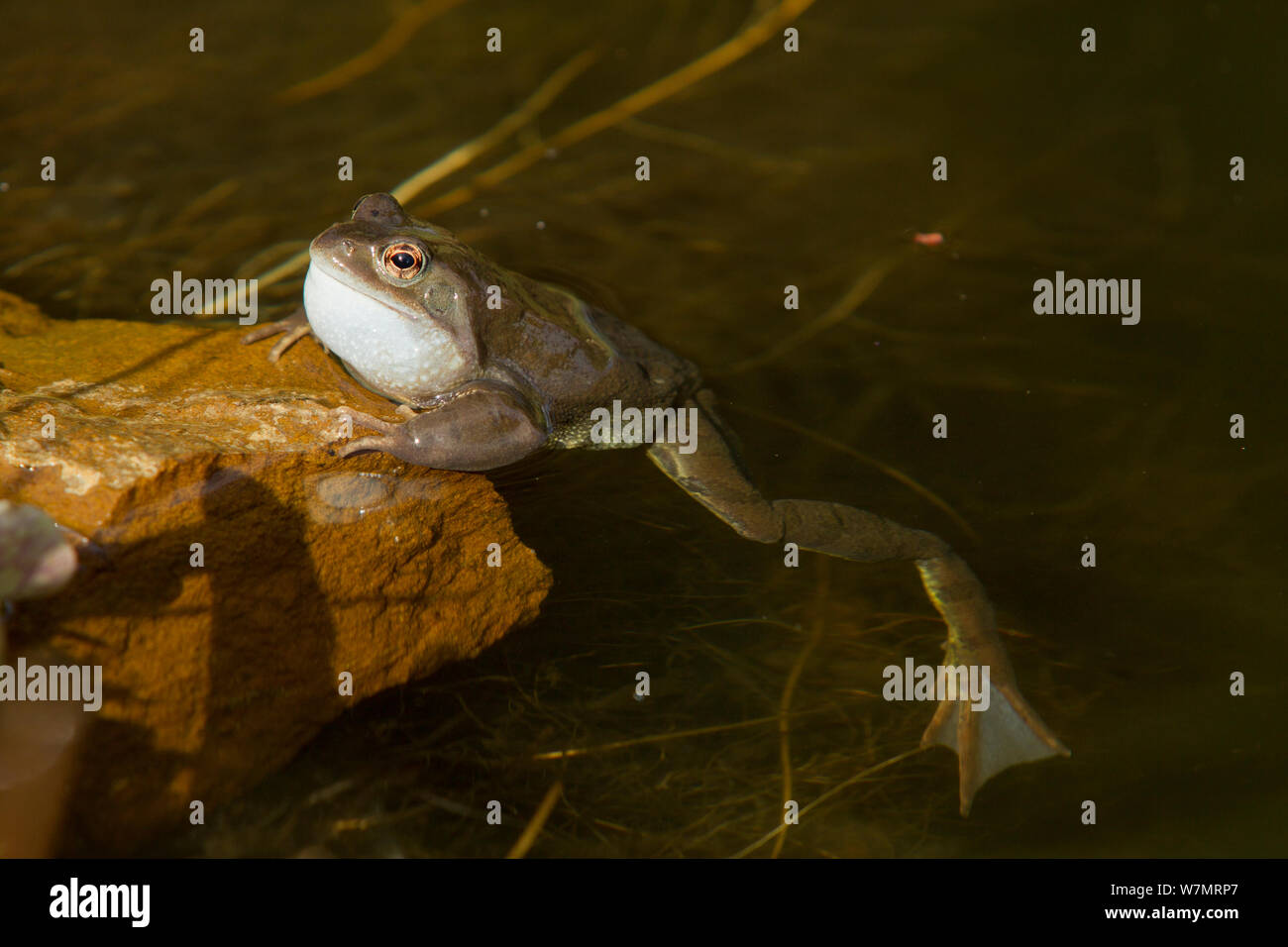 Common frog with inflated vocal sac hi-res stock photography and images ...