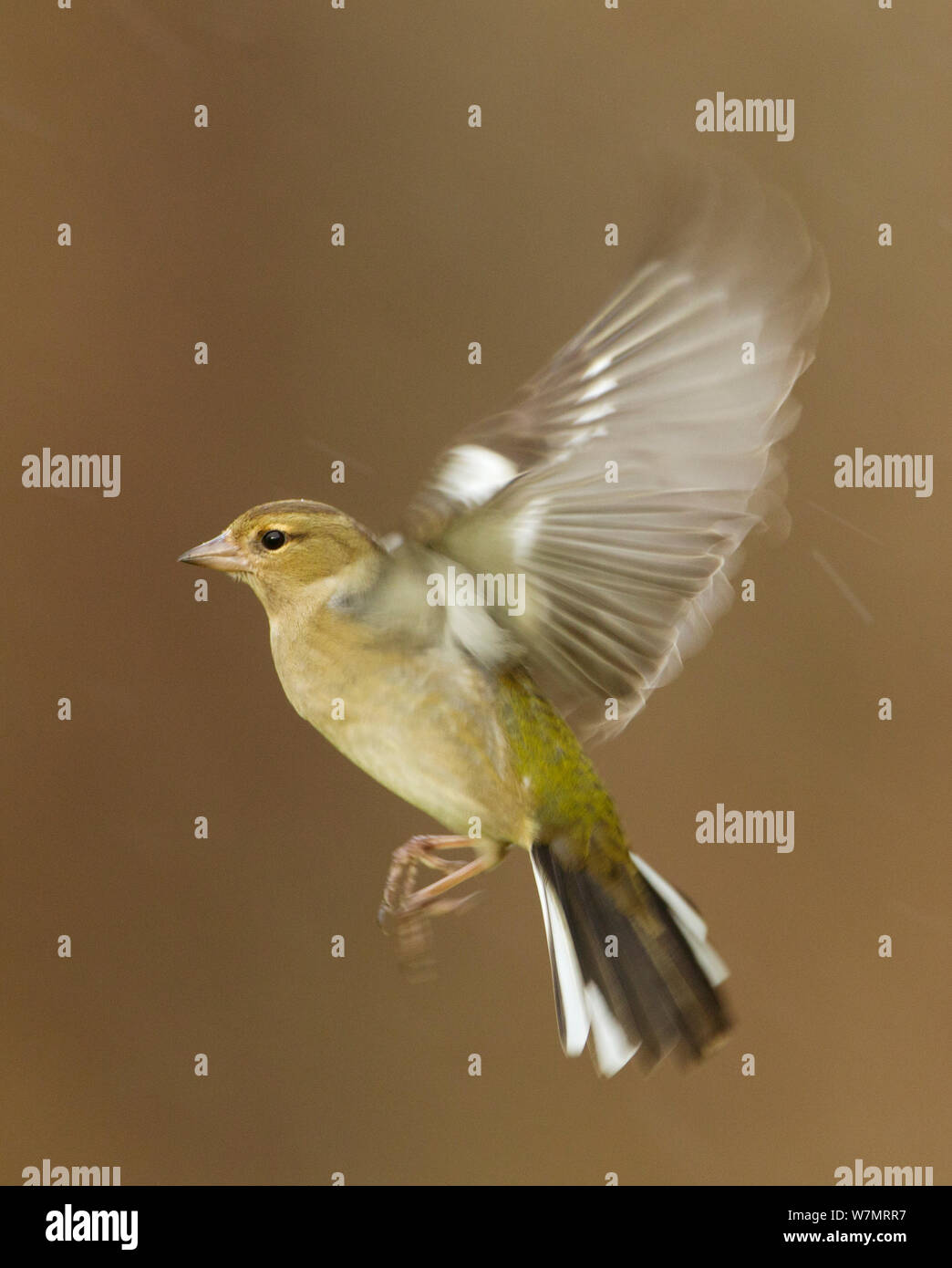 Finches flying hi-res stock photography and images - Alamy