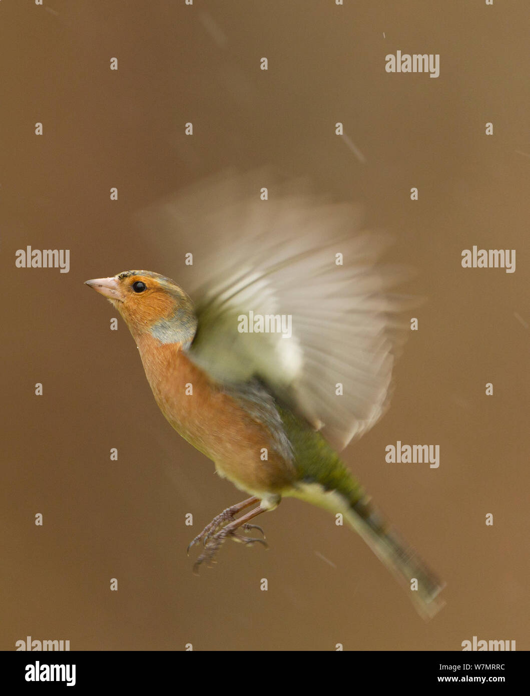 Finches flying hi-res stock photography and images - Alamy