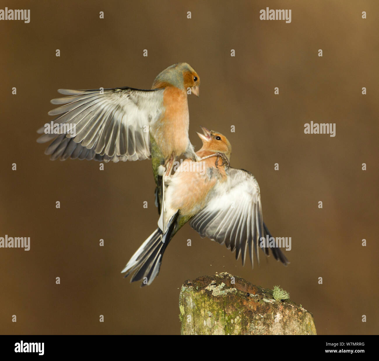 Two male finches hi-res stock photography and images - Alamy