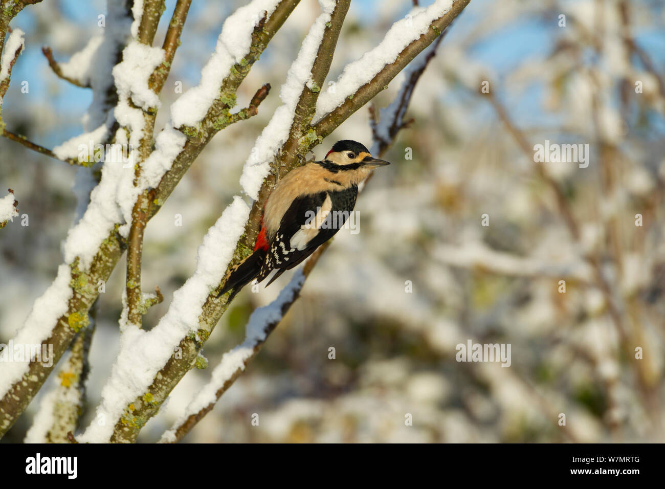 Woodpeckers scotland snow hi-res stock photography and images - Alamy