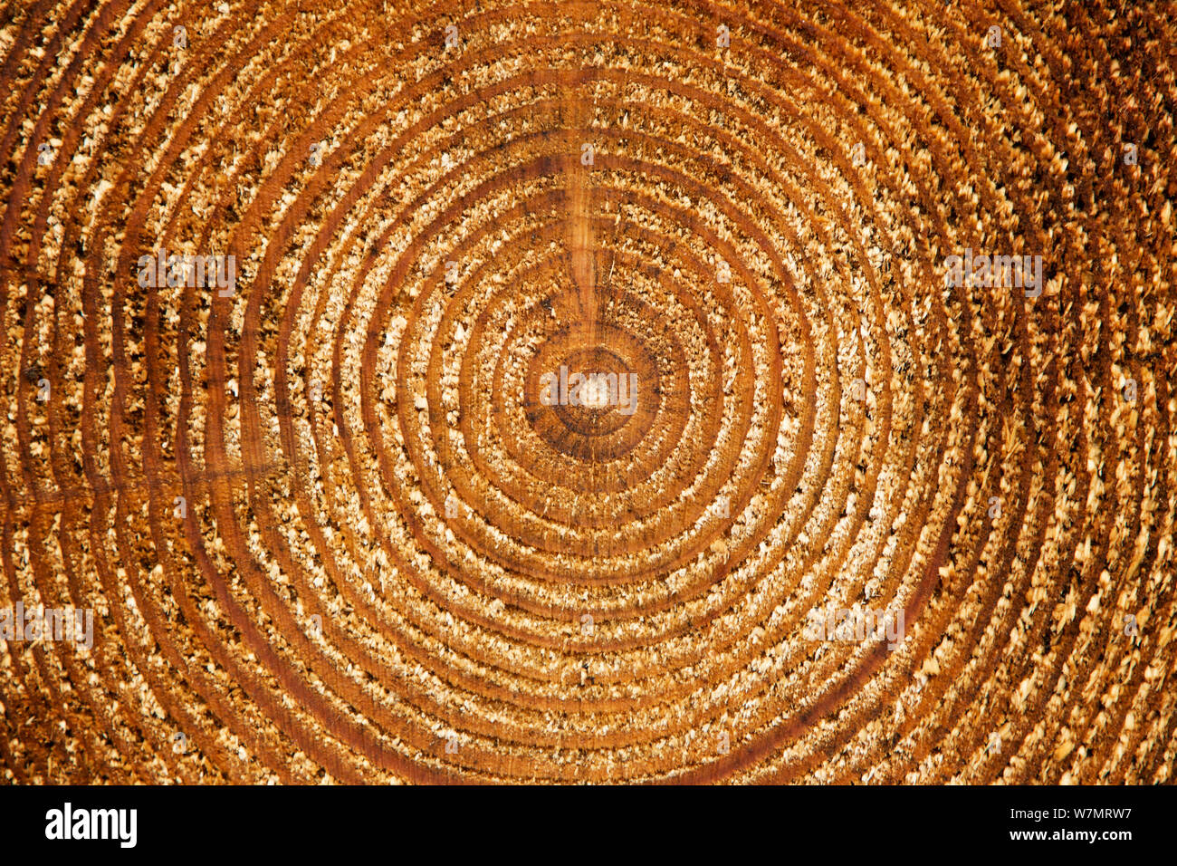 Picday hi-res stock photography and images - Alamy