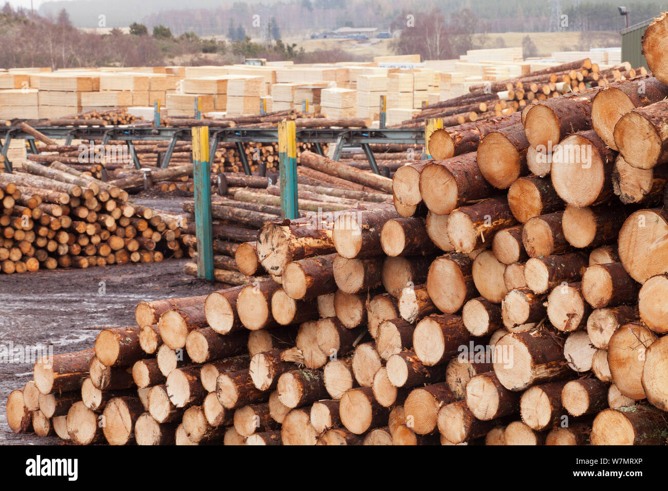 Bsw timber hi-res stock photography and images - Alamy