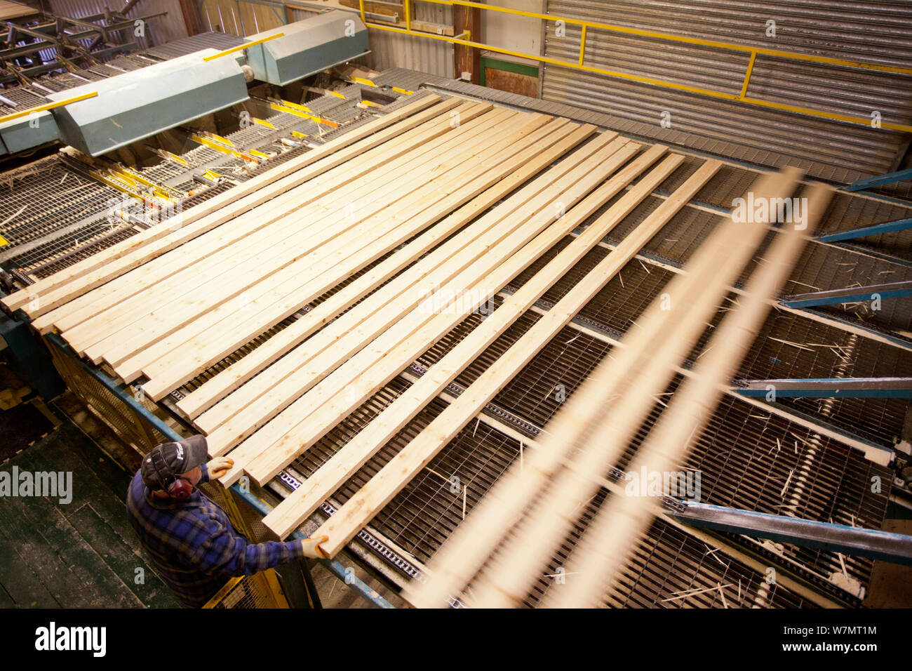 Processing and cutting spruce for timber products, BSW sawmill, Boat of ...