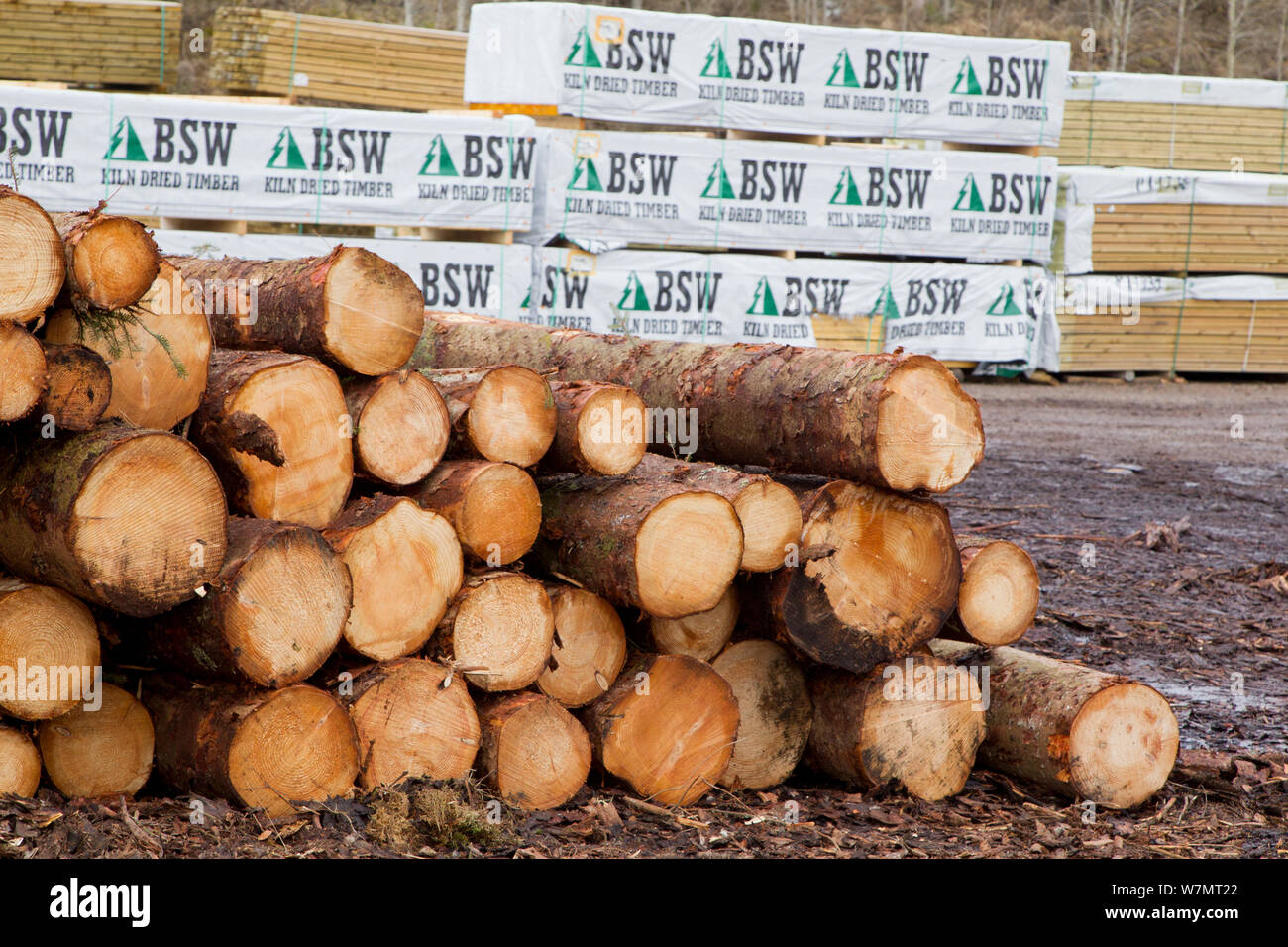 Bsw timber hi-res stock photography and images - Alamy