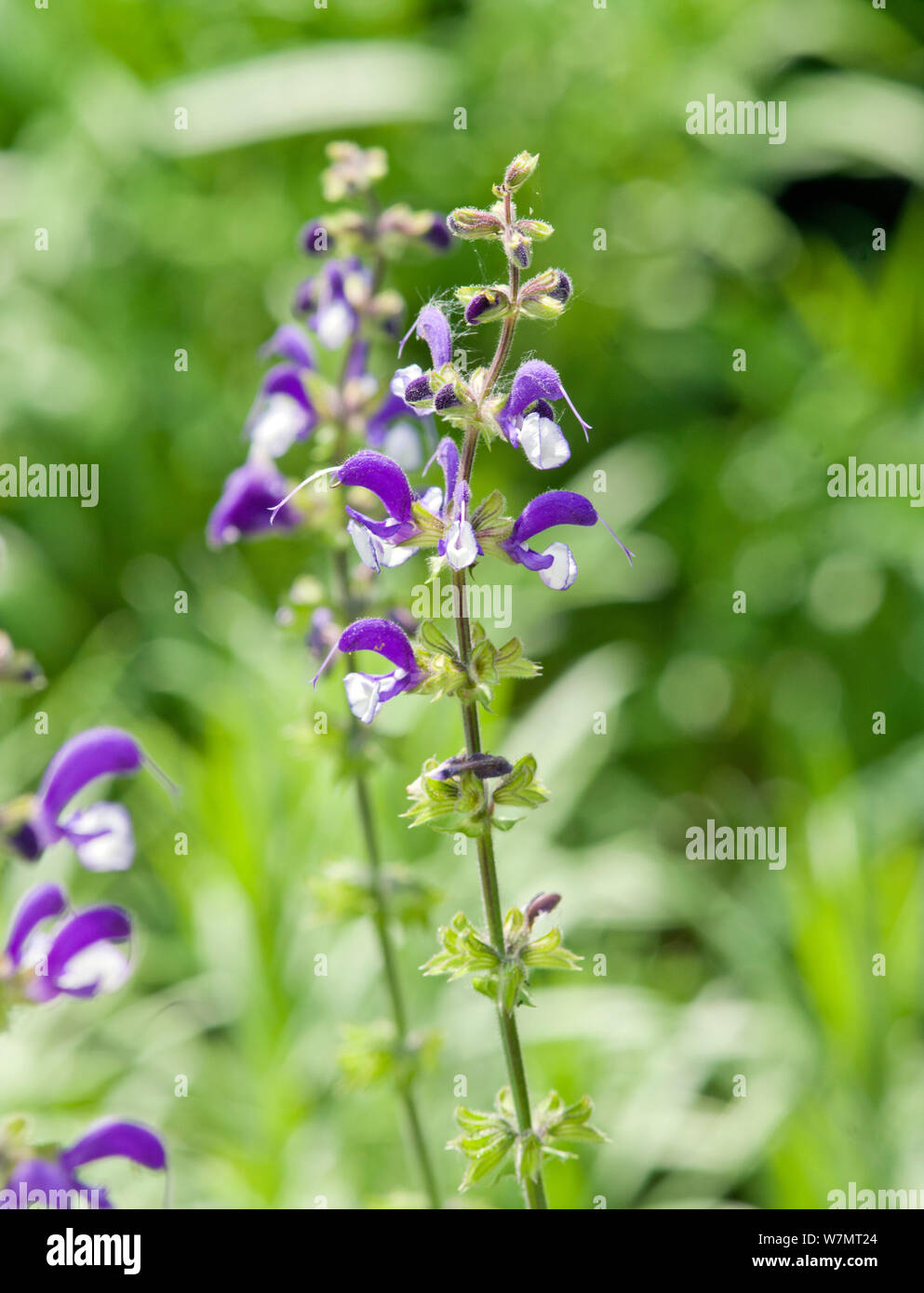 Salvia madeline hi-res stock photography and images - Alamy