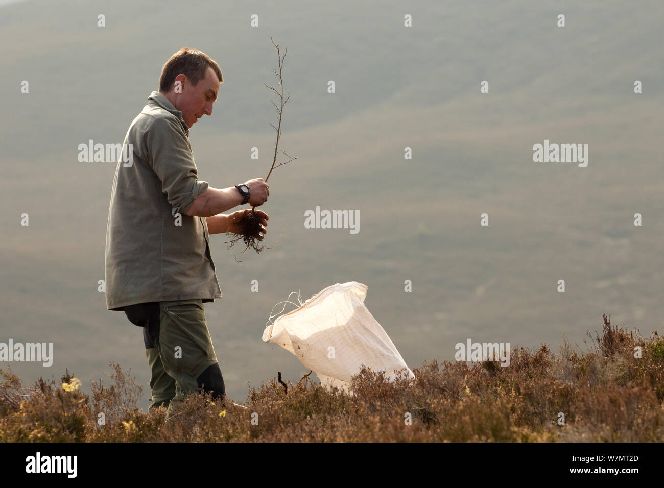 Tree planting uk hi-res stock photography and images - Alamy