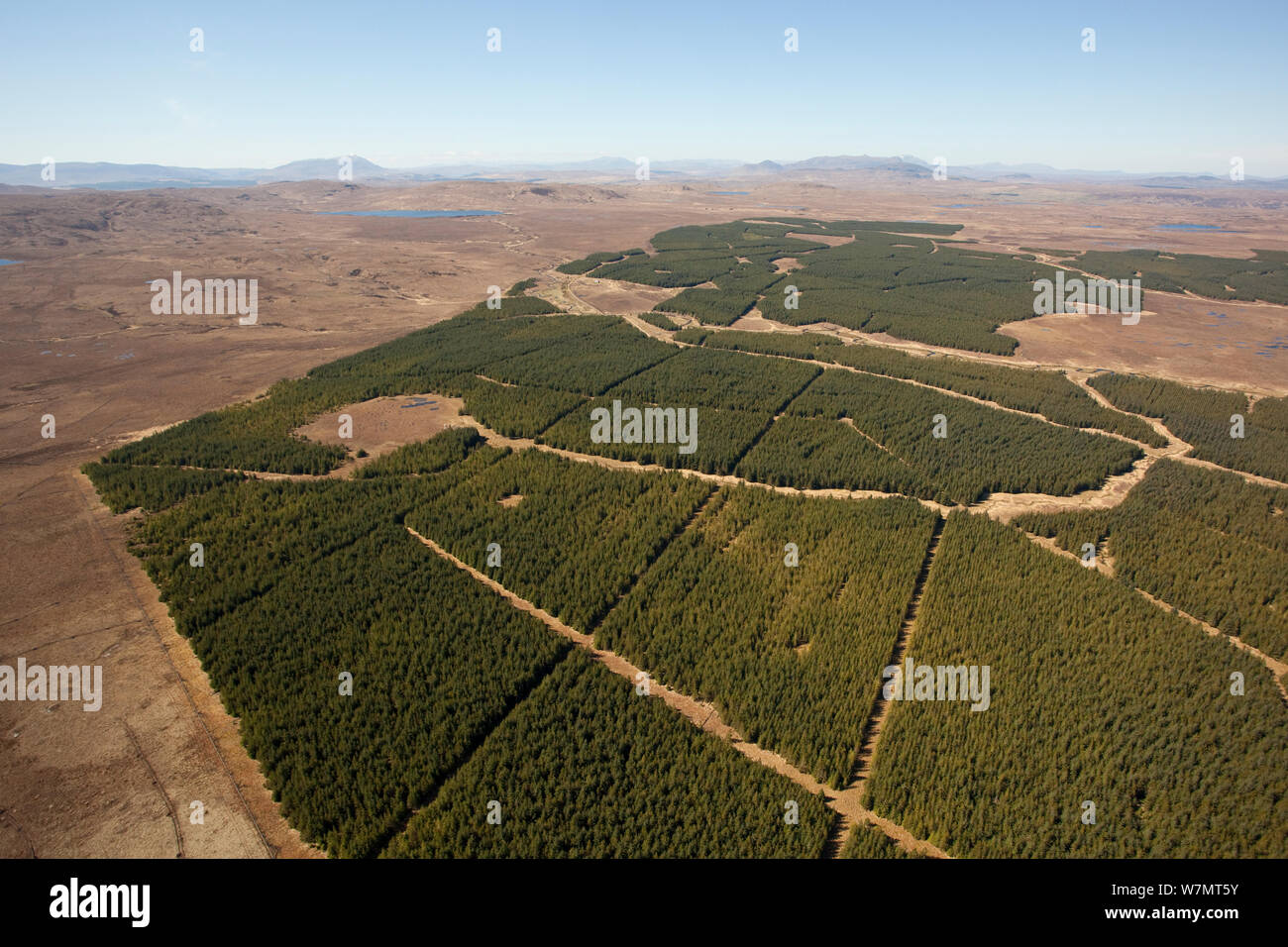 Forestry plantation scotland hi-res stock photography and images - Alamy
