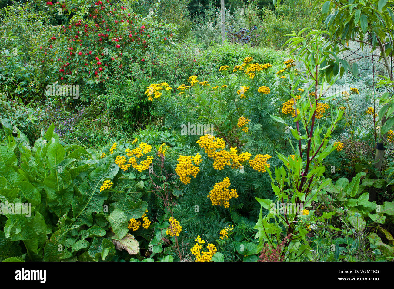 Common tansy (Tanacetum vulgare) growing in forest garden, Old ...