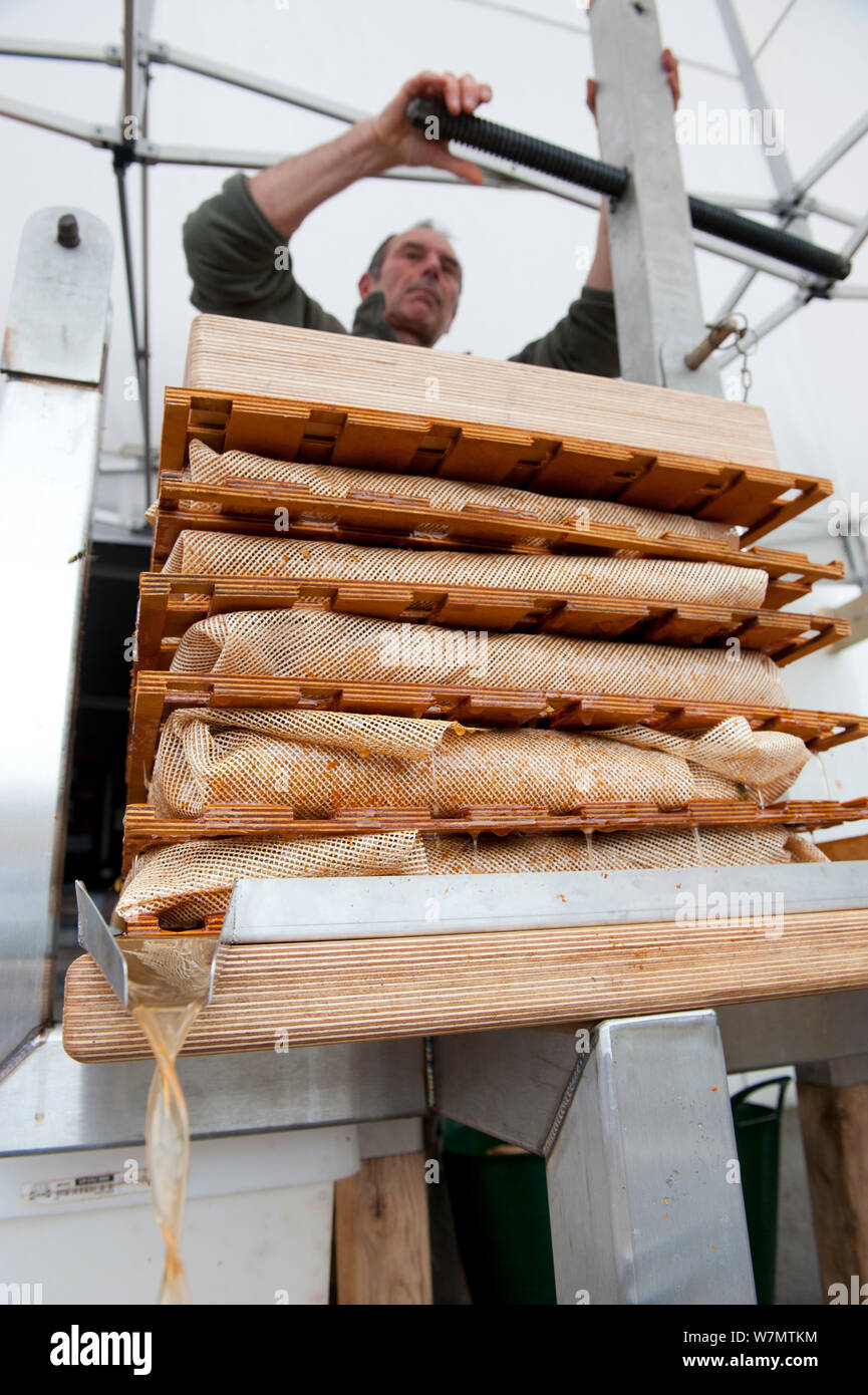 Apple pulp being pressed to extract juice, Old Sleningford Community ...