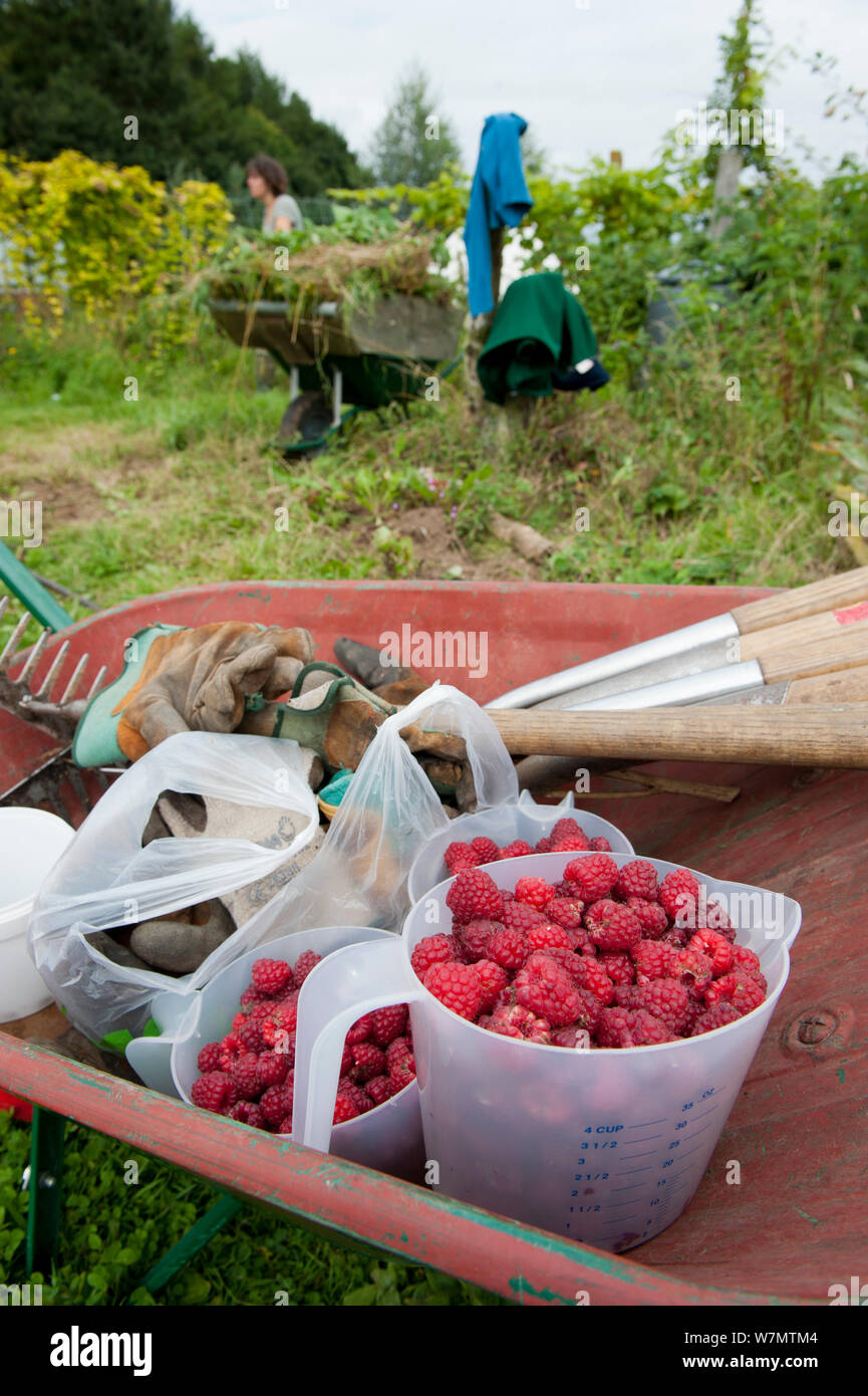 Raspberry harvest in tubs in wheelbarrow, Old Sleningford Community ...
