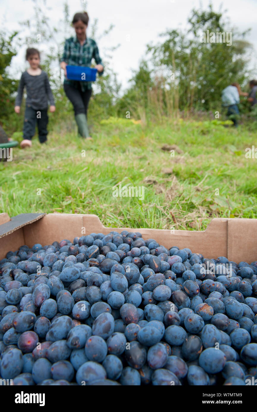 Box of plums picked by volunteers, Old Sleningford Community Farm ...