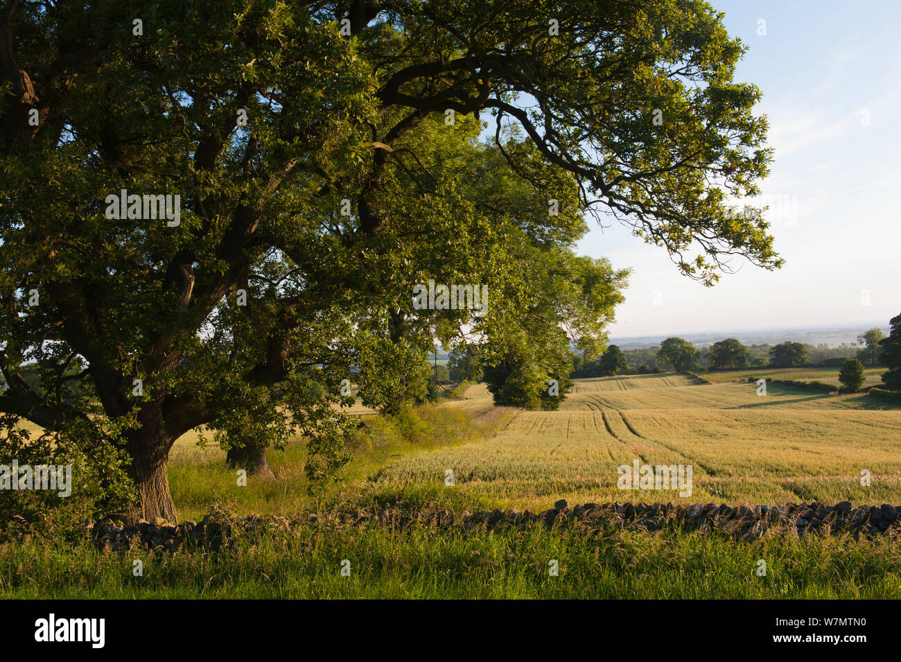 Barley farming europe hi-res stock photography and images - Alamy