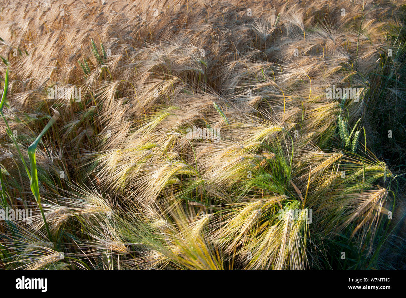 Ripe Barley crop in field, Haregill Lodge Farm, Ellingstring, North ...