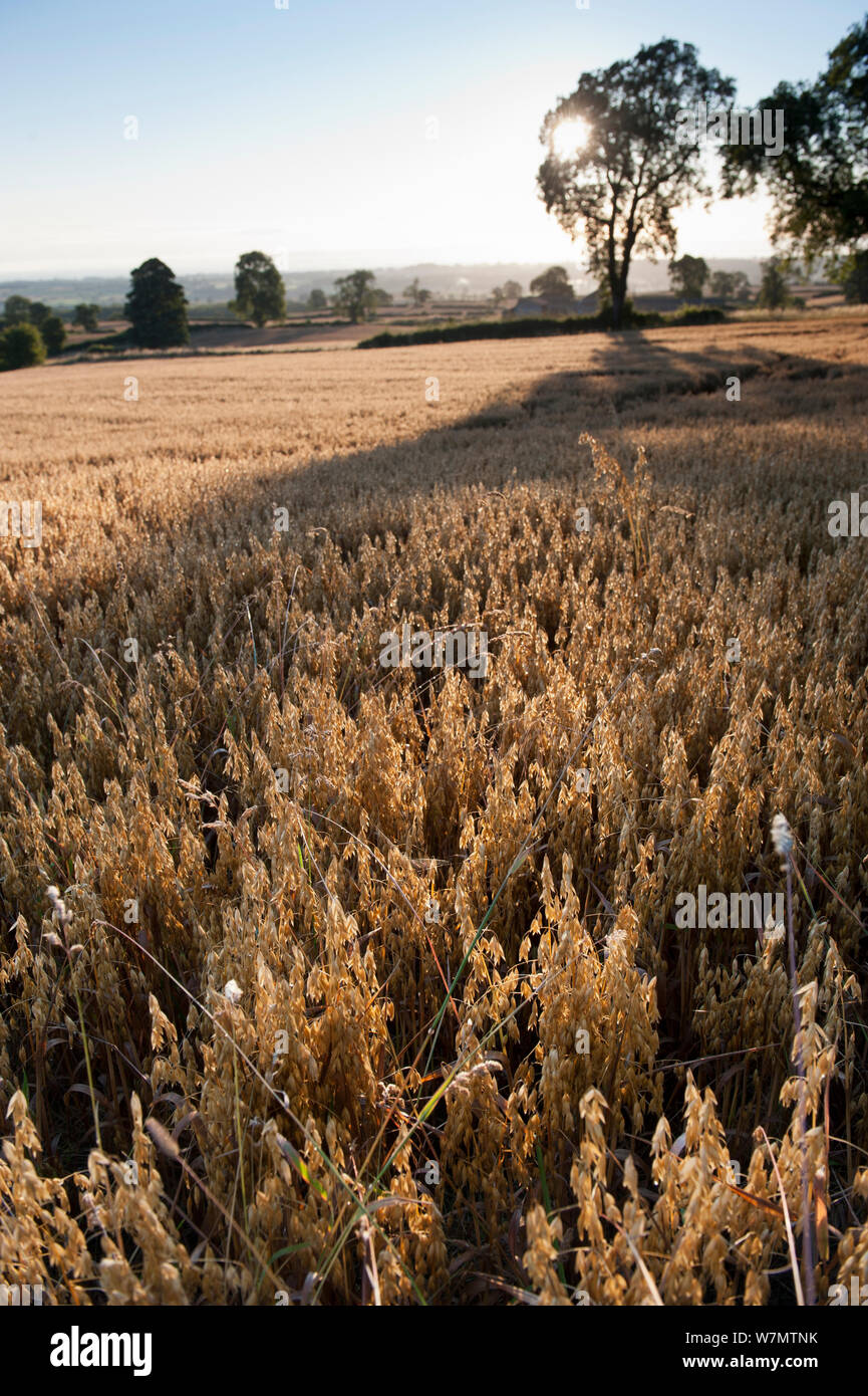 Ellingstring yorkshire hi-res stock photography and images - Alamy