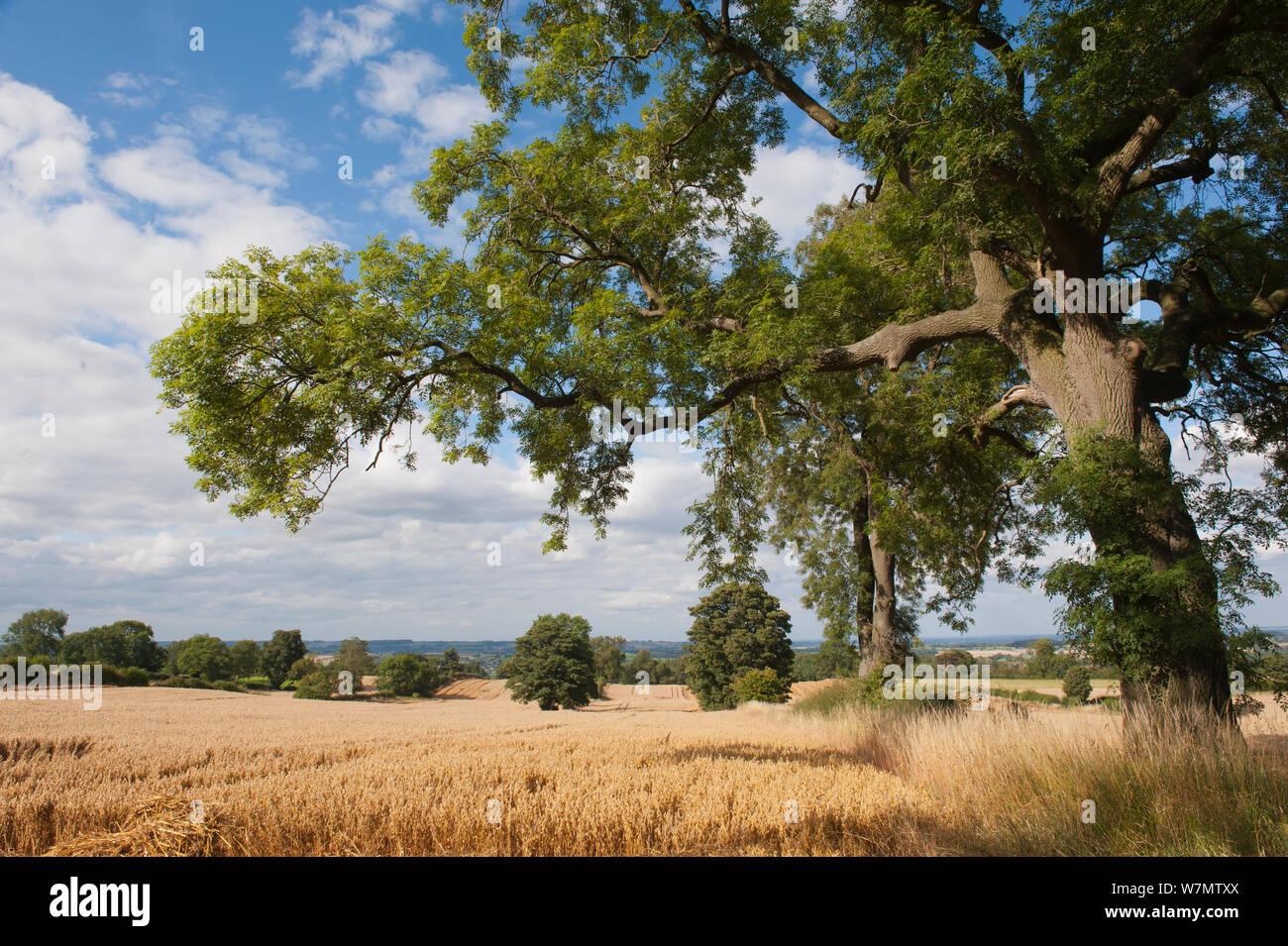 Ripe Oats in field, Haregill Lodge Farm, Ellingstring, North Yorkshire ...
