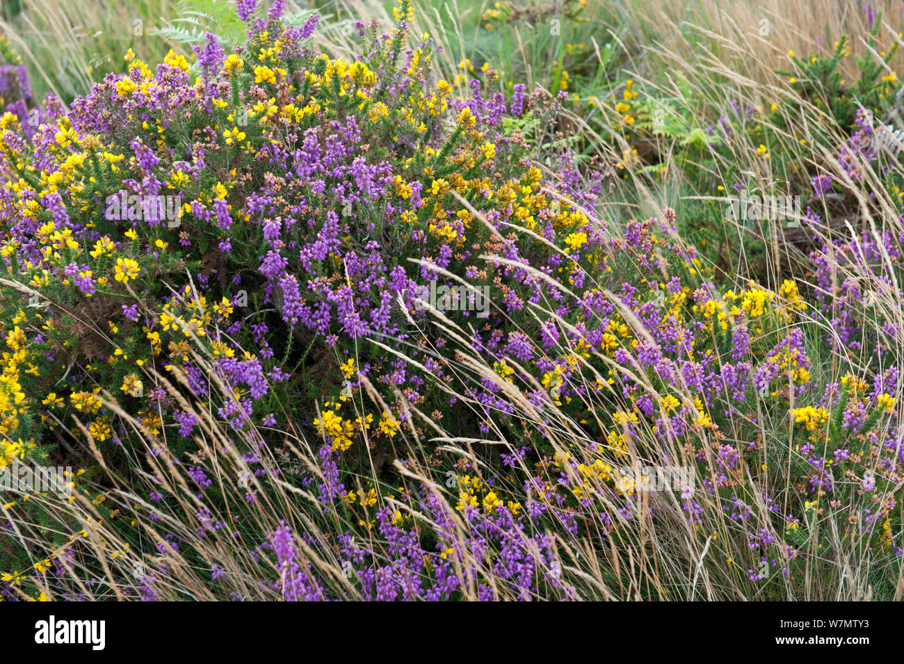 Flowering Bell heather (Erica cinerea), with Dwarf Gorse (Ulex minor ...