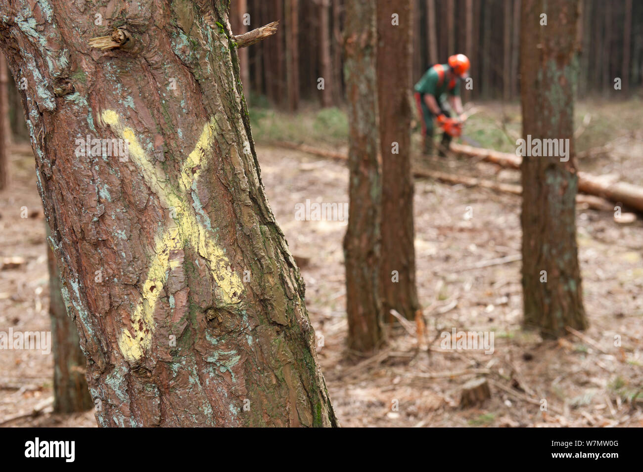 Selective felling of conifer trees in woodland, Caesar's Camp, Fleet ...