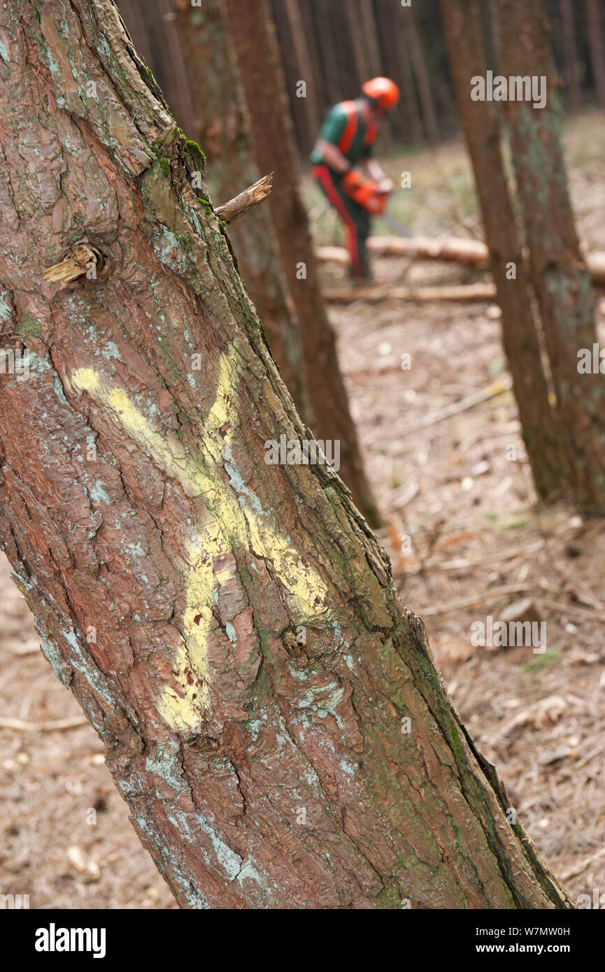 Tree marked for selective felling of conifer trees in woodland, Caesar ...