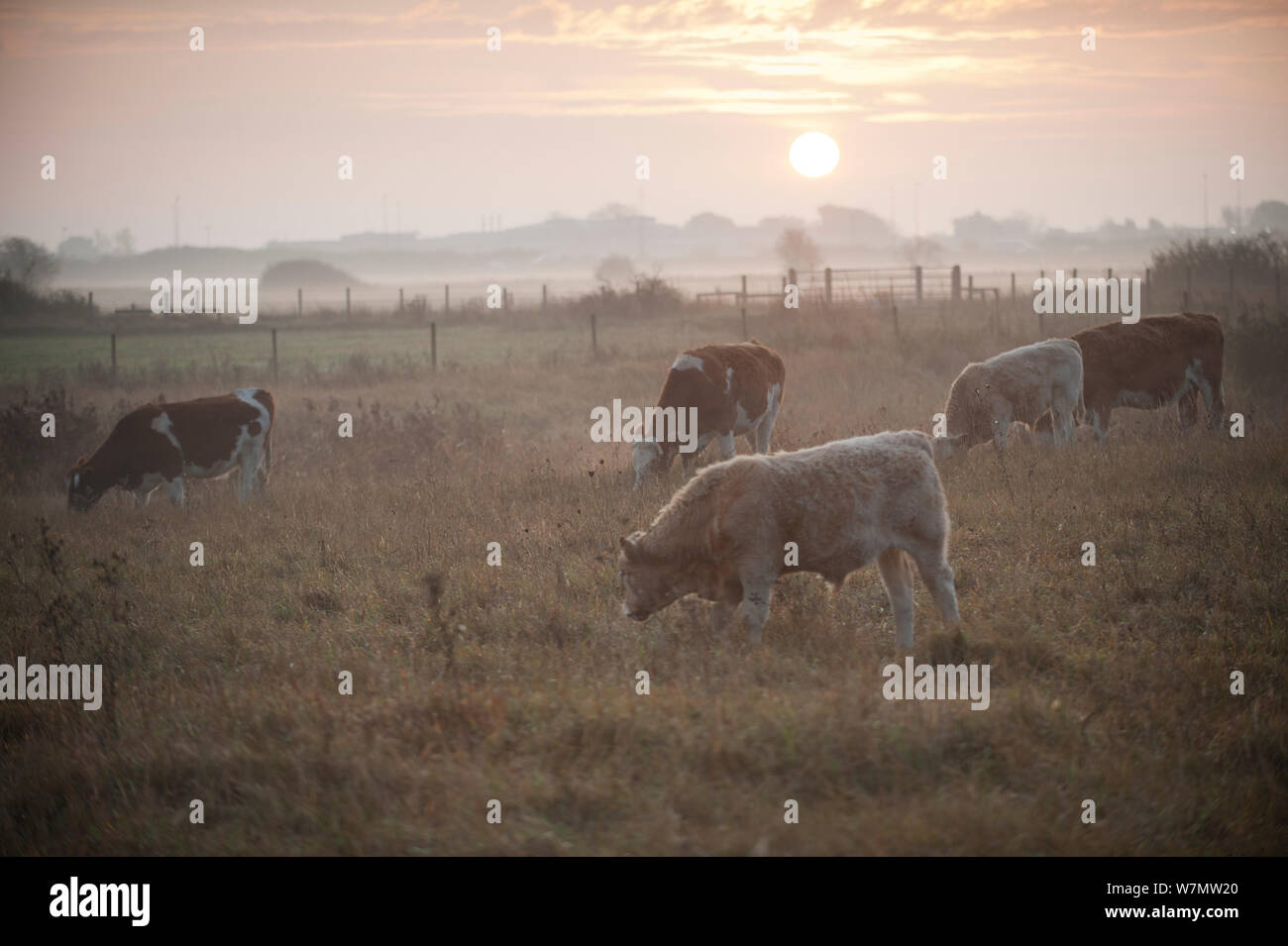 Atmospheric cows hi-res stock photography and images - Alamy