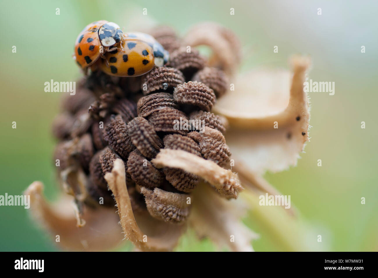 Two Eighteen-spot ladybirds (Myrrha octodecimguttata) mating in a ...